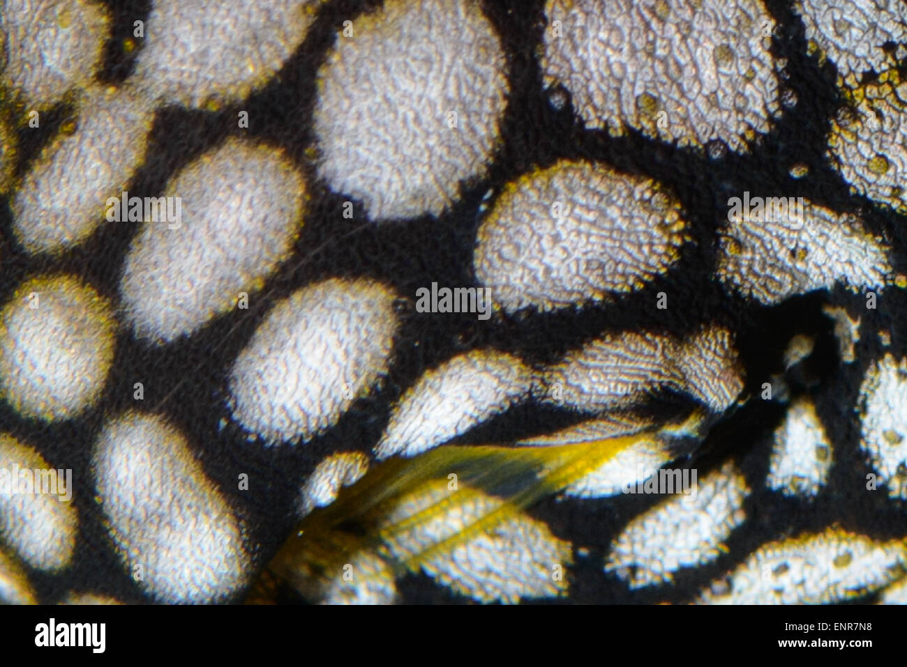 the skin pattern of a pufferfish from ambon indonesia Stock Photo - Alamy