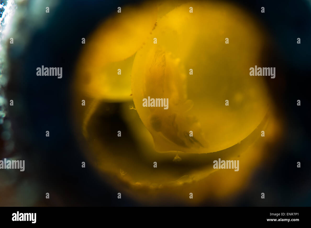 the fetus of a cuttlefish inside its egg laid inside a glass bottle ...