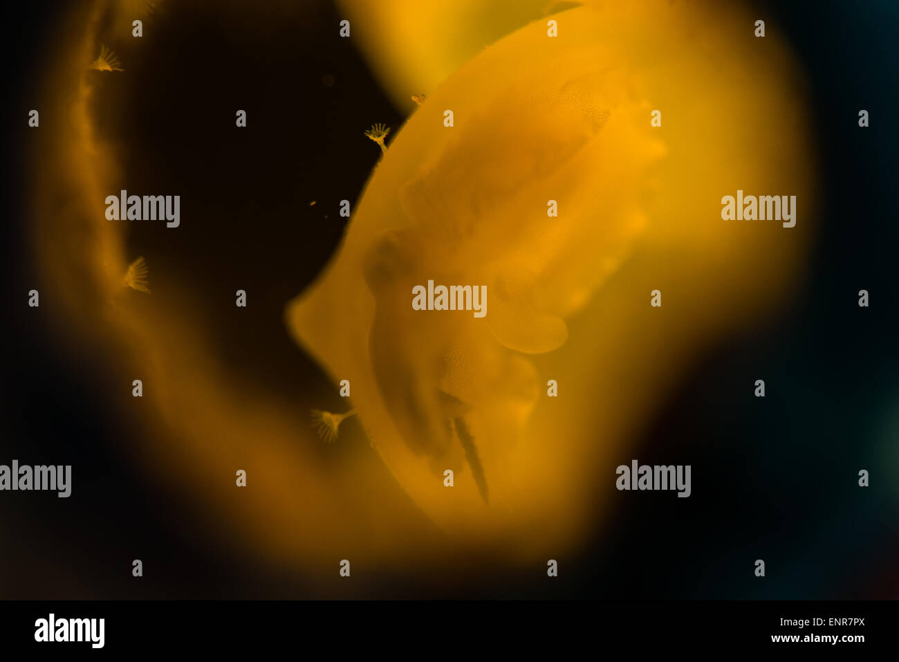 the fetus of a cuttlefish inside its egg laid inside a glass bottle ...