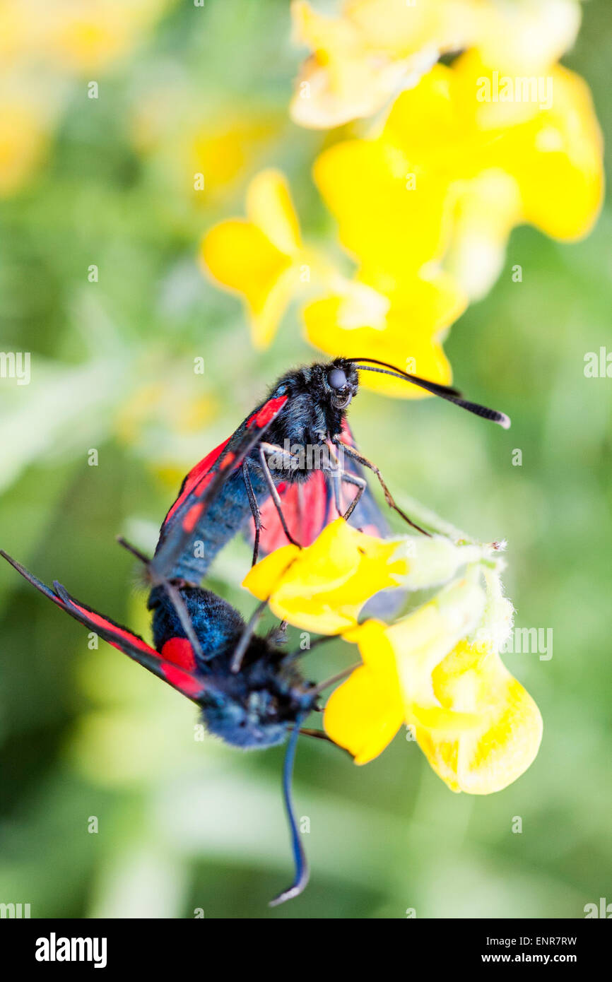 Two Six-spot Burnet moths, (Zygaena filipendulae), feeding on yellow ...
