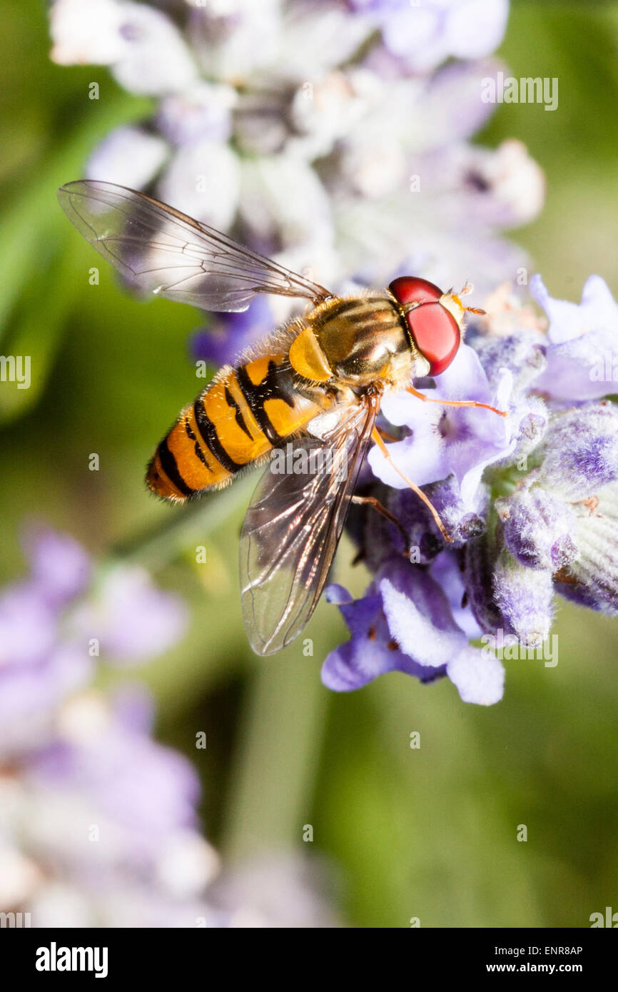Look of a wasp hi-res stock photography and images - Alamy