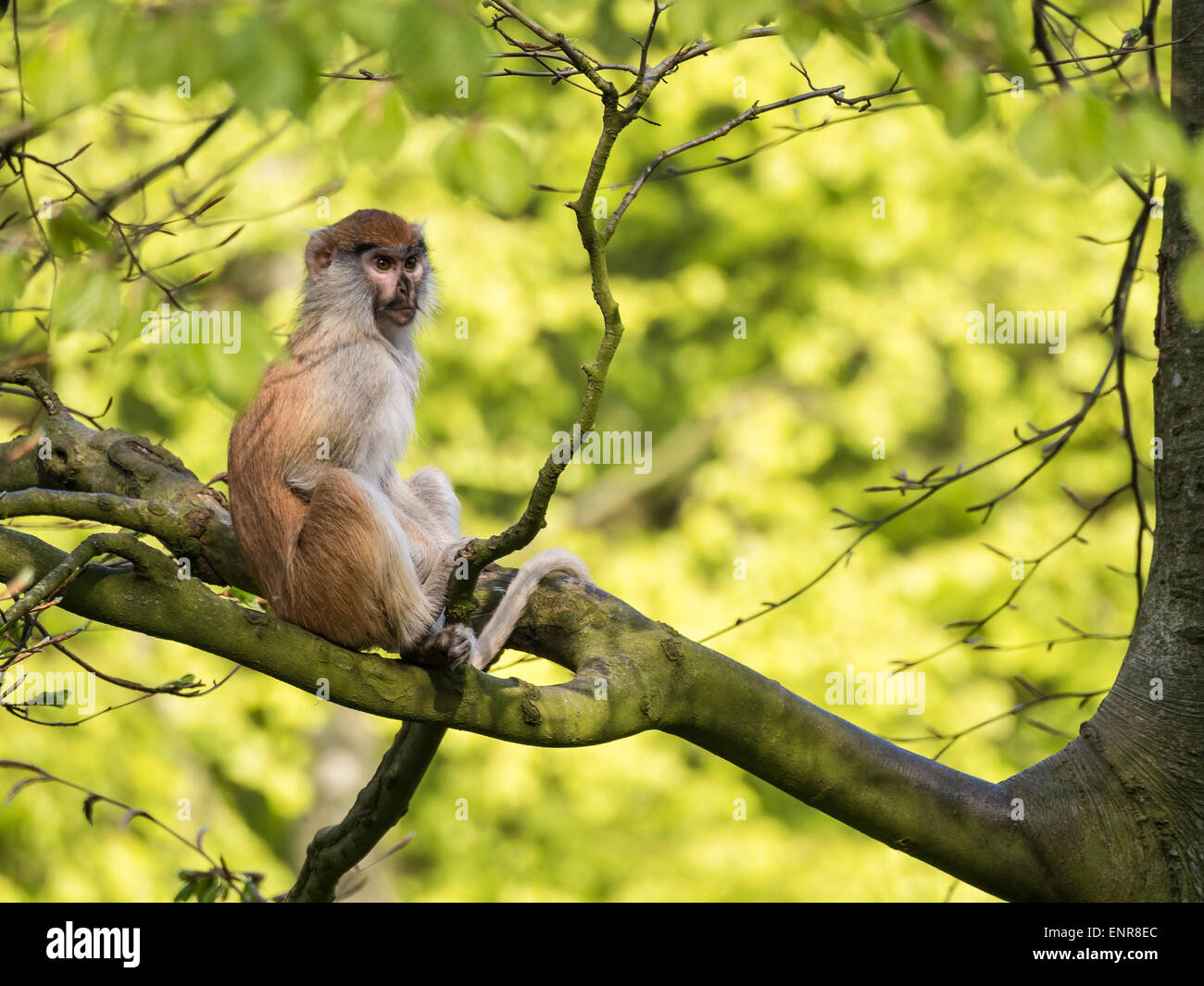 Monkey on the tree hi-res stock photography and images - Alamy