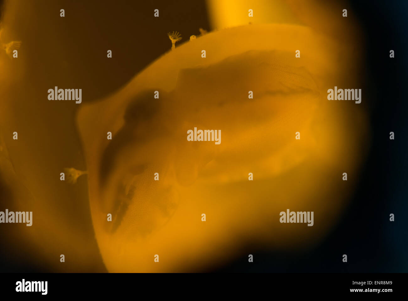 the fetus of a cuttlefish inside its egg laid inside a glass bottle ...