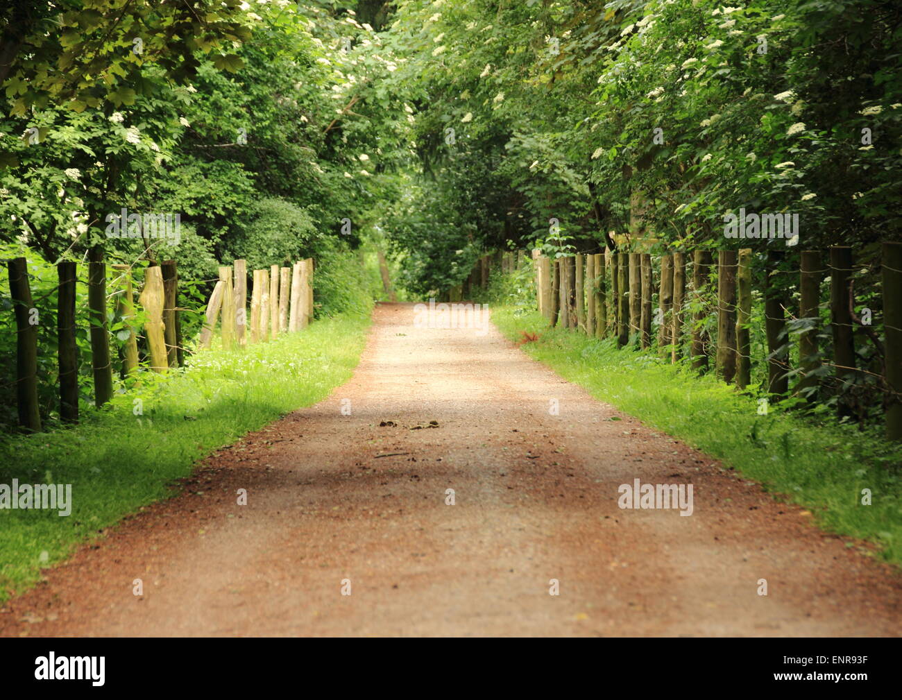Walking path in forest hi-res stock photography and images - Alamy