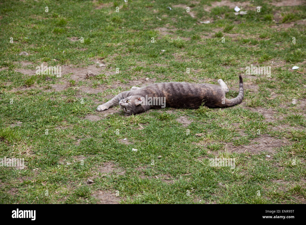 Cat rolling on the grass Stock Photo - Alamy