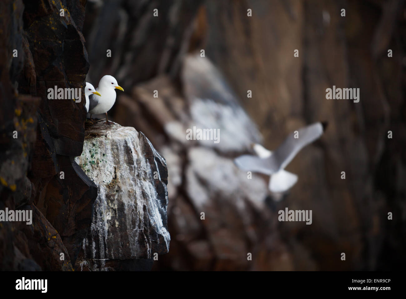 Sea birds pirched on their nests on a towering cliff face above the ...