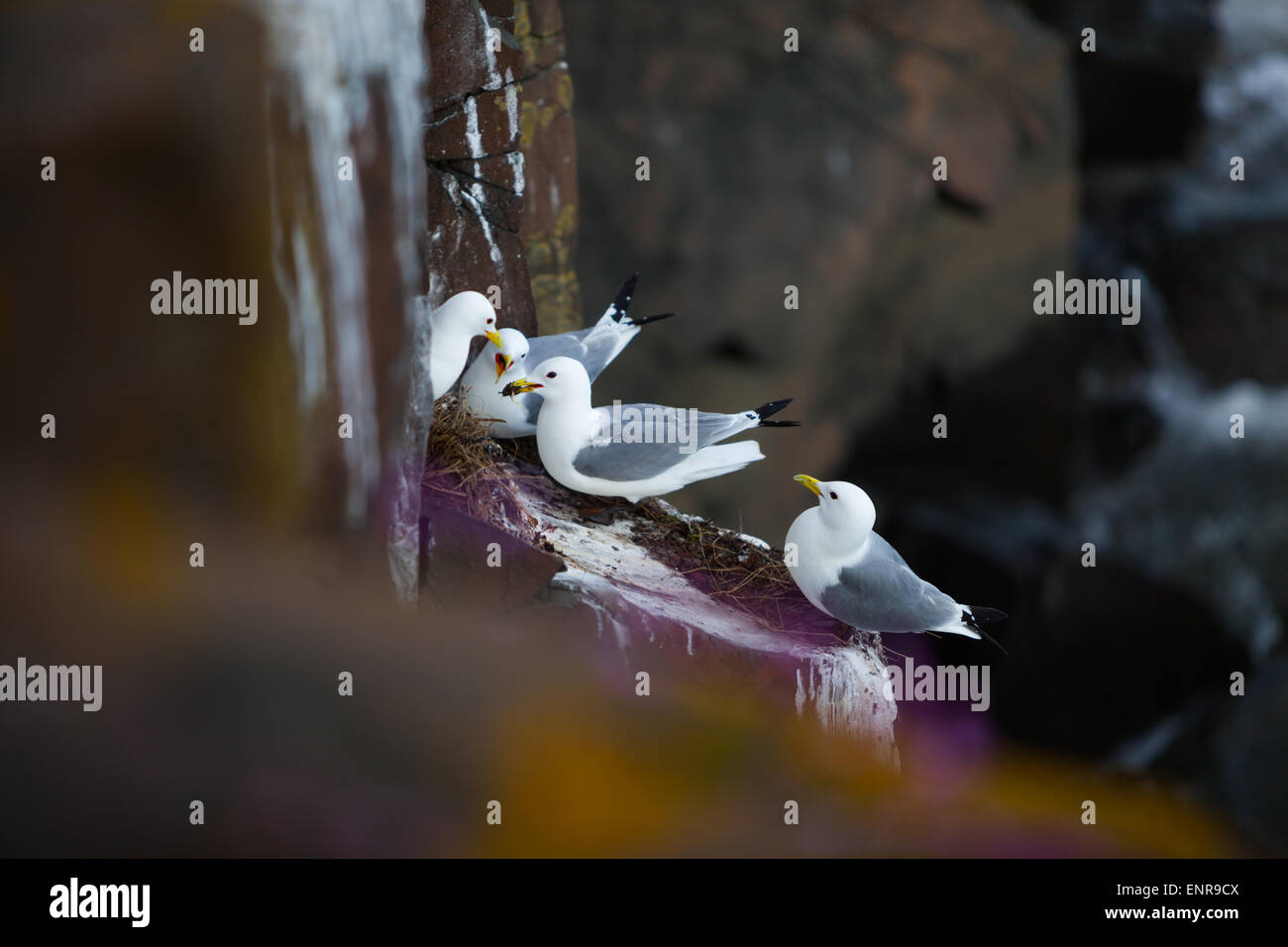 Sea birds pirched on their nests on a towering cliff face above the ...