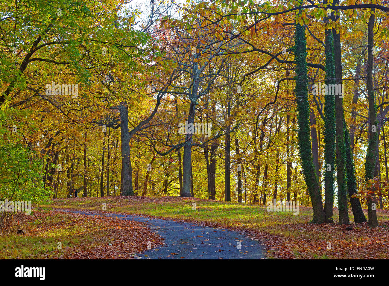 A walkway along deciduous trees in early fall Stock Photo - Alamy