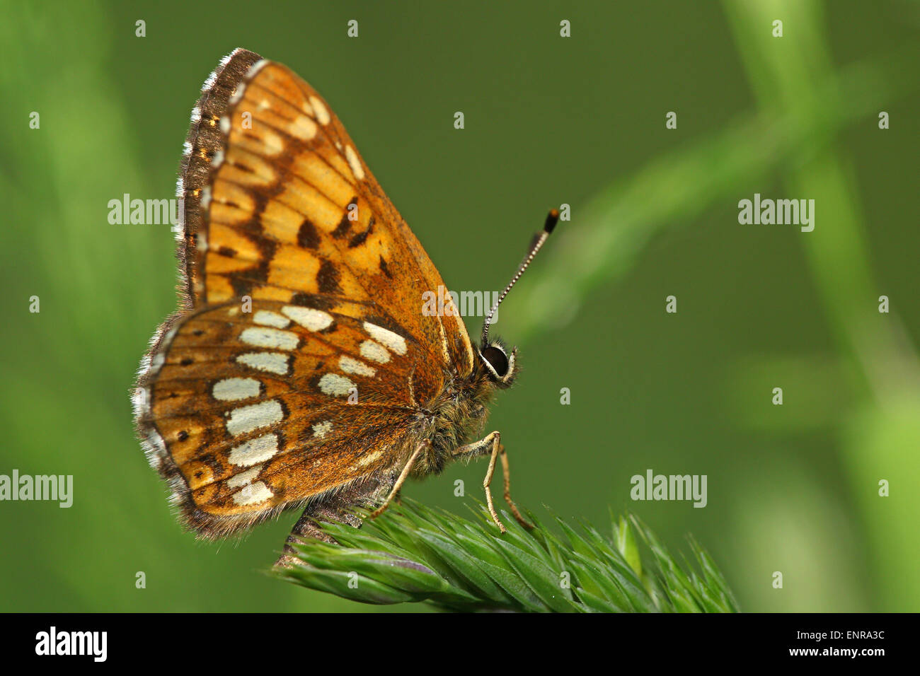 Strand of grass hi-res stock photography and images - Alamy