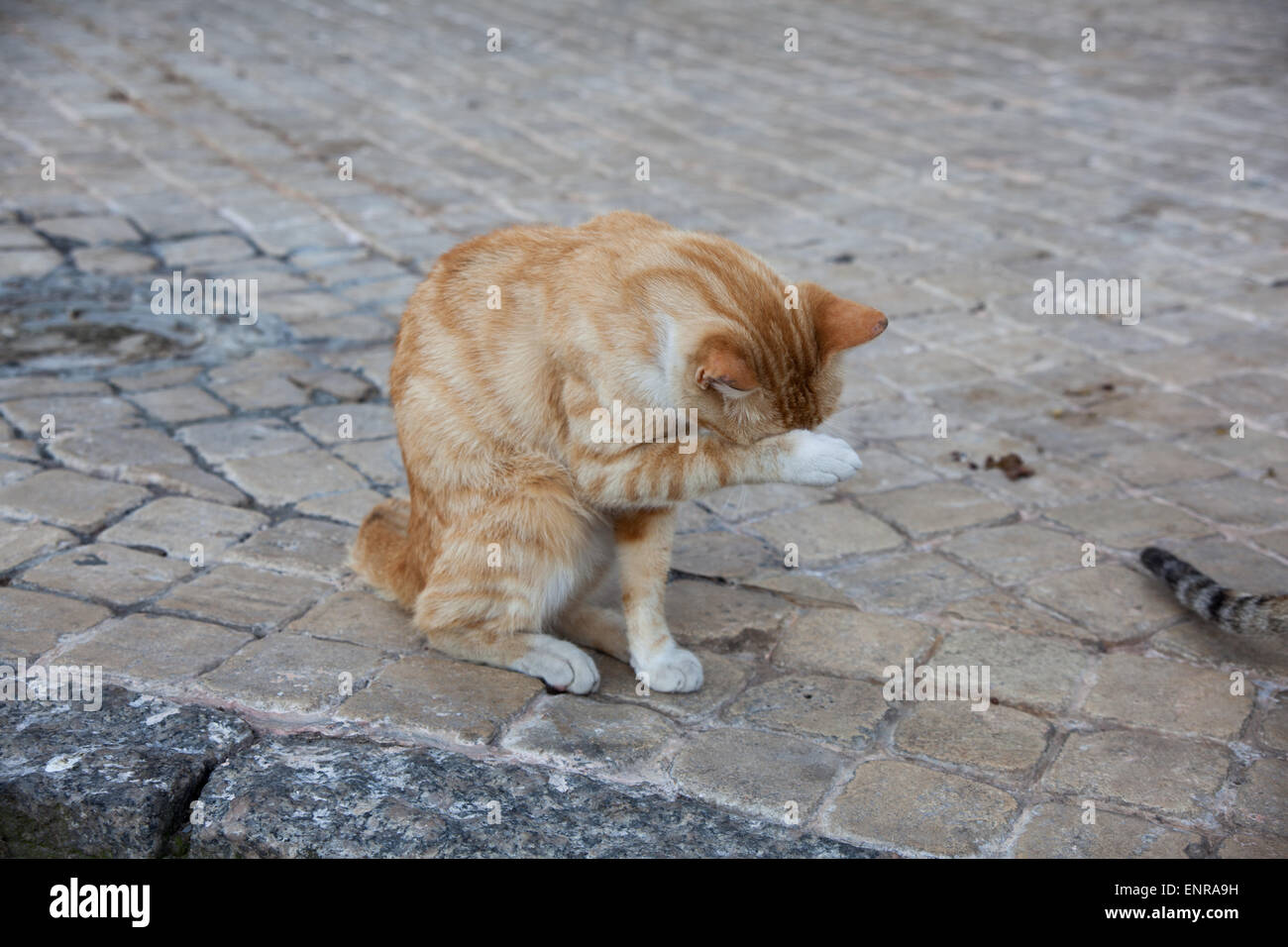 Animal cleaning house hi-res stock photography and images - Alamy