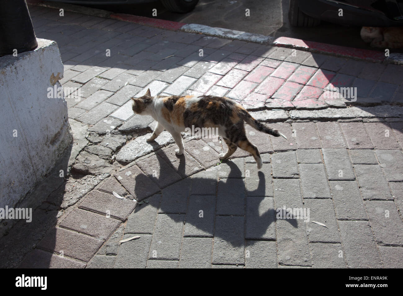 Cat Walking Away Stock Photos & Cat Walking Away Stock Images - Alamy