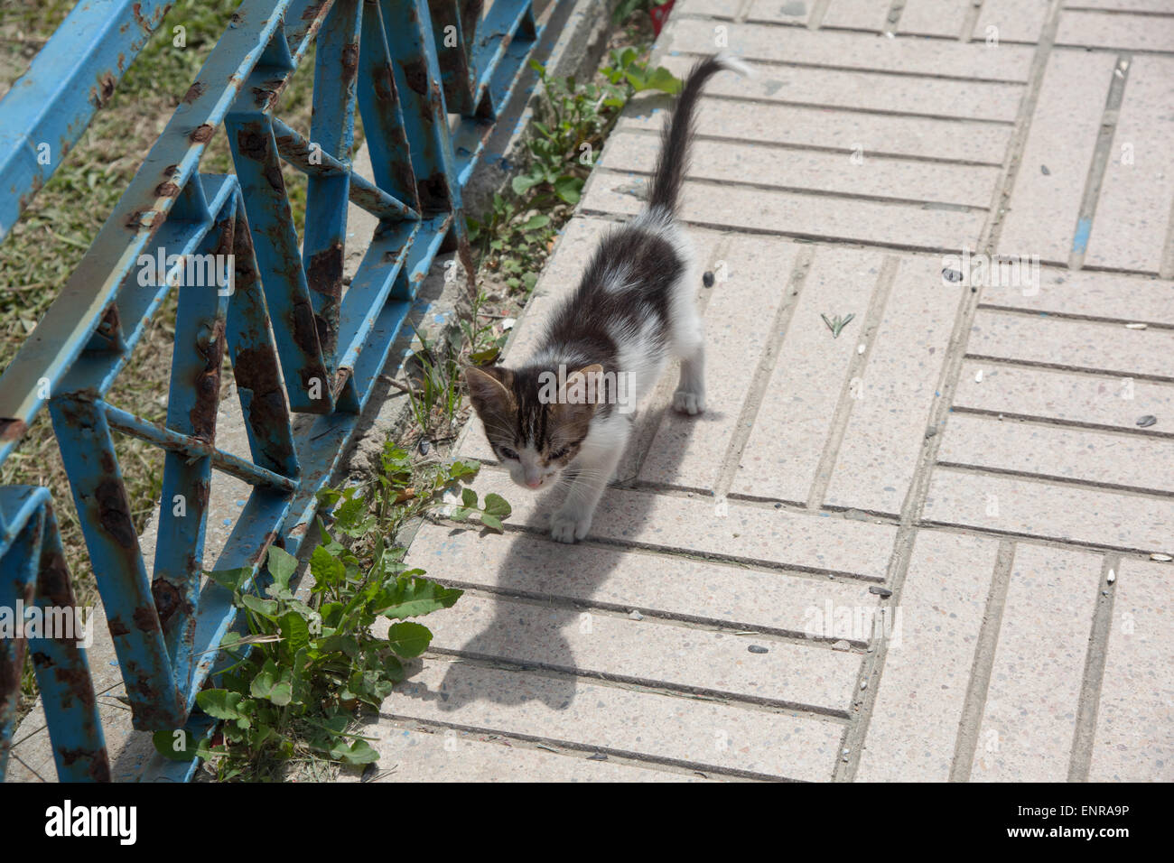 Cat walking down street hi-res stock photography and images - Alamy