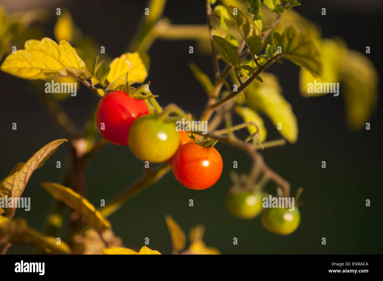 Tomato plant close-ups Stock Photo - Alamy