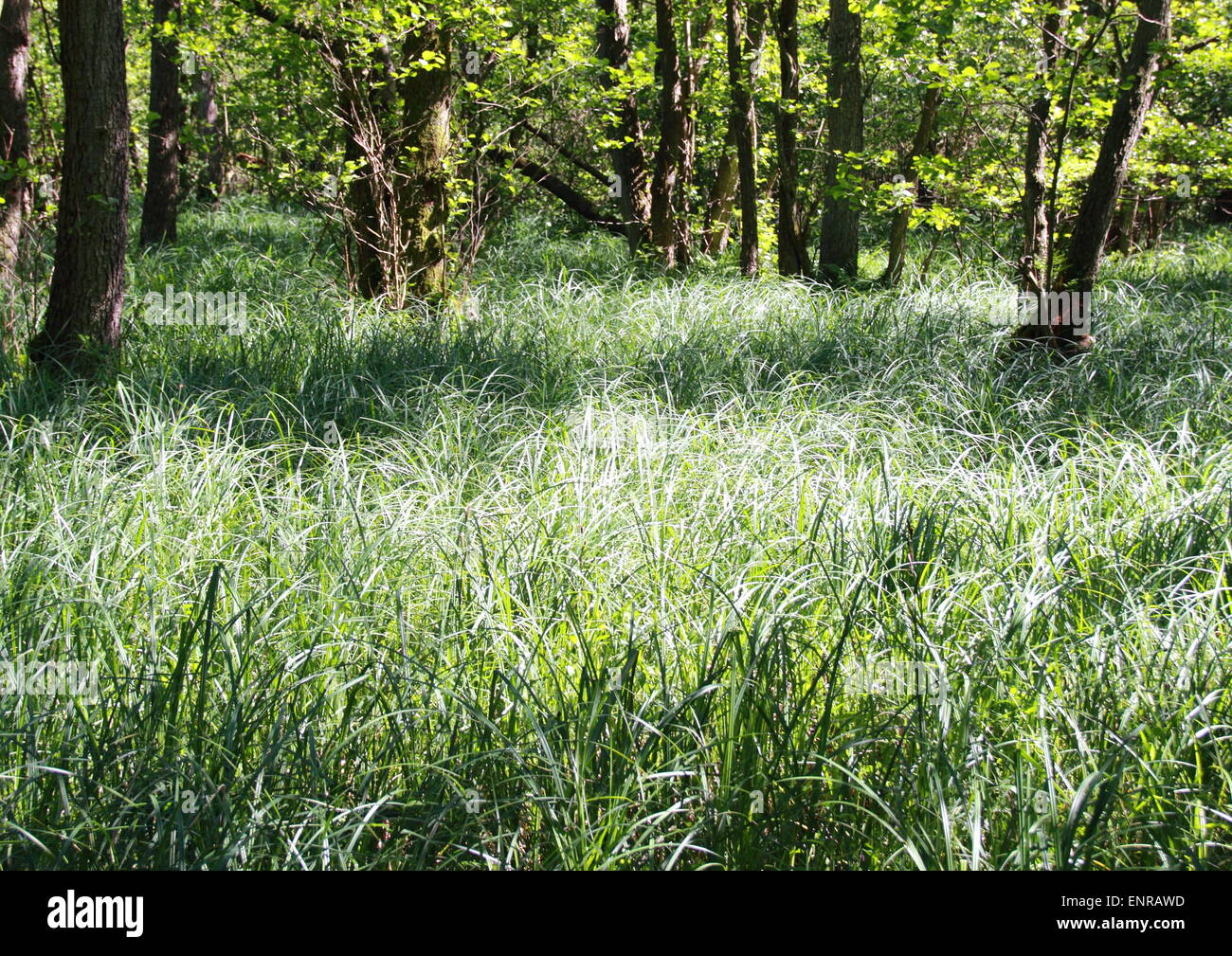 Moor with green fresh reed and trees at daylight Stock Photo - Alamy