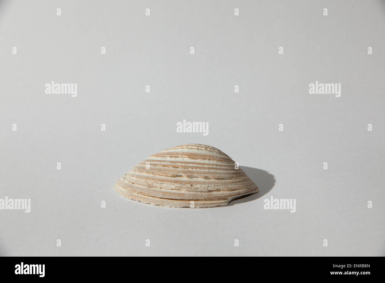 Studio shot of a shell Stock Photo - Alamy