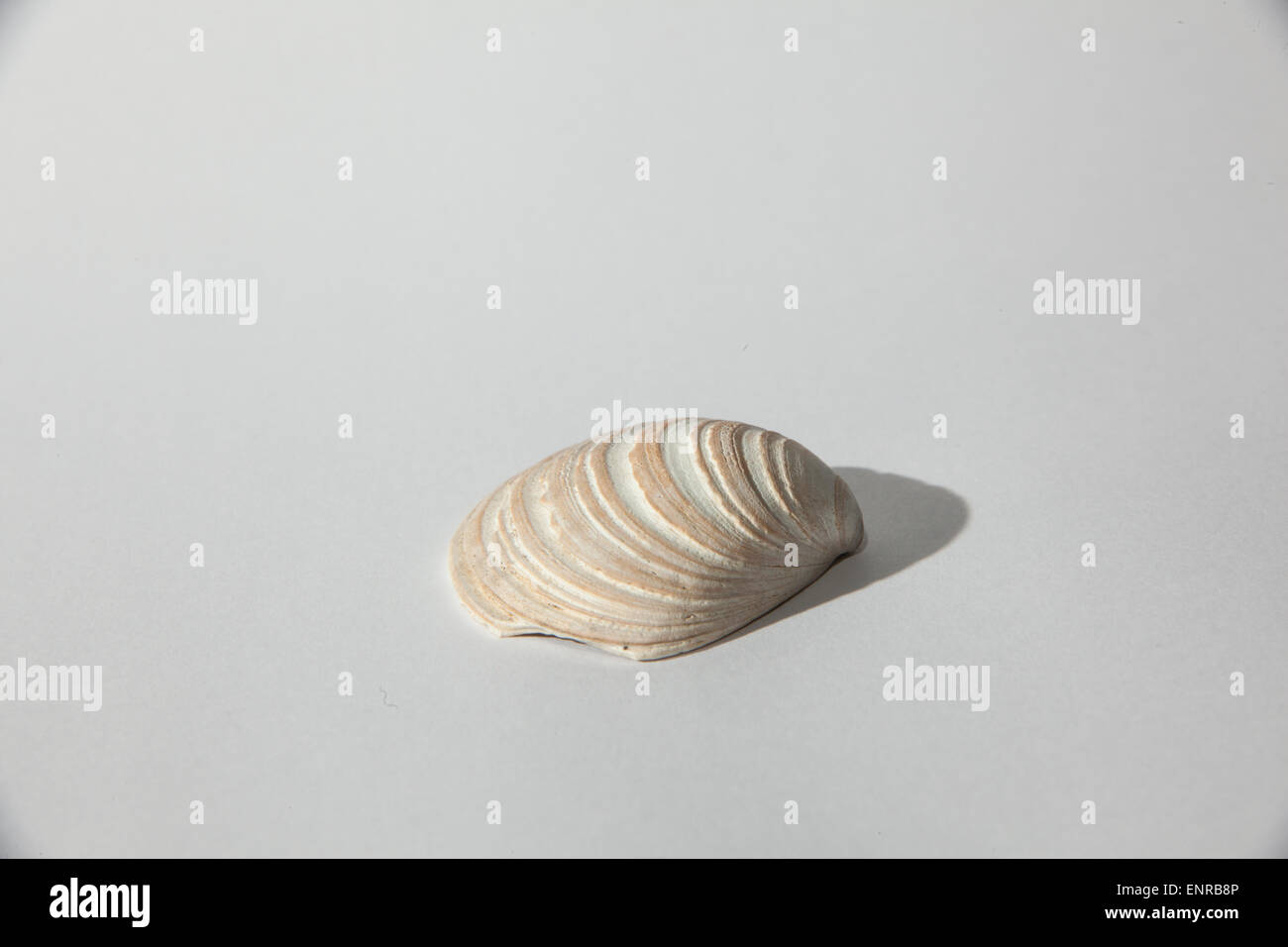 Studio shot of a shell Stock Photo - Alamy
