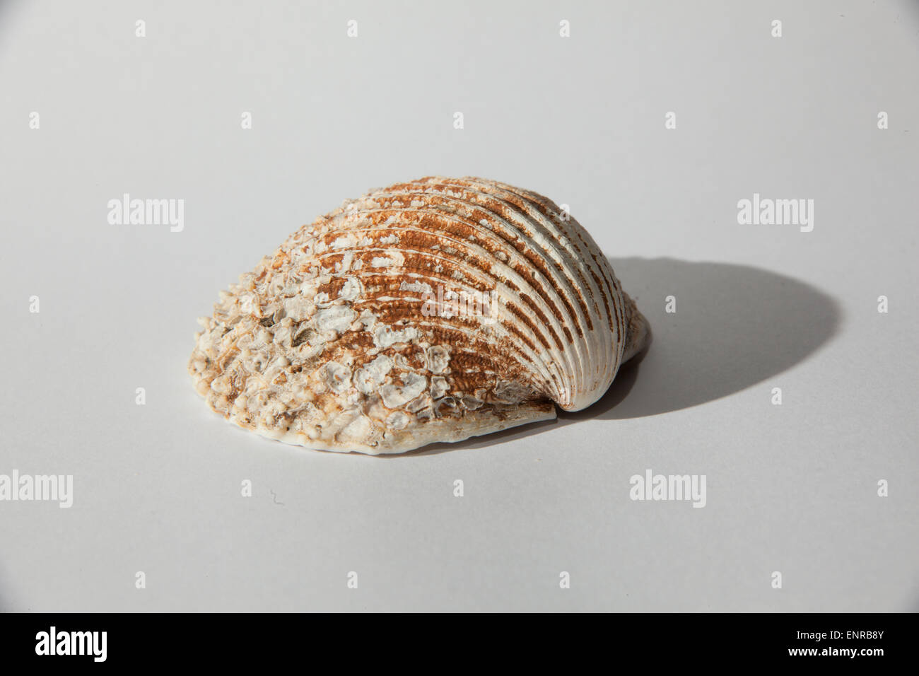 Studio shot of a shell Stock Photo - Alamy