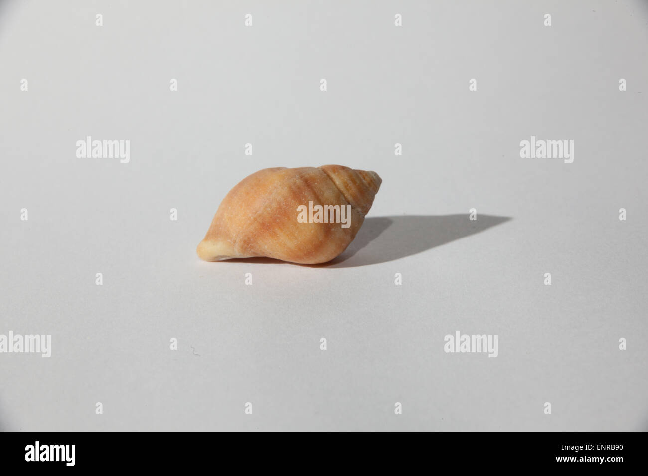 Studio shot of a shell Stock Photo - Alamy