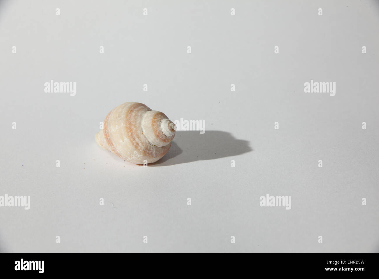Studio shot of a shell Stock Photo - Alamy