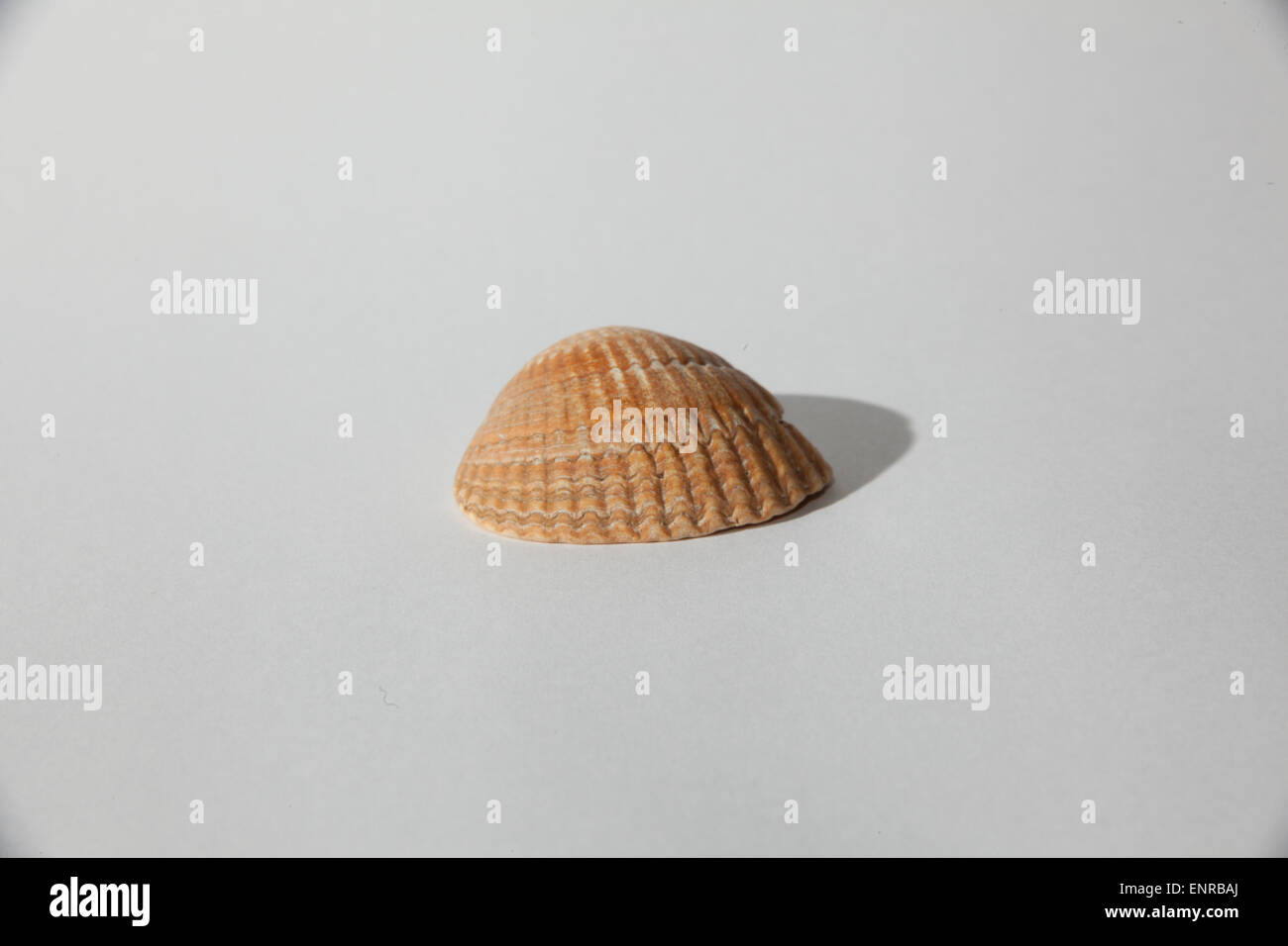 Studio shot of a shell Stock Photo - Alamy