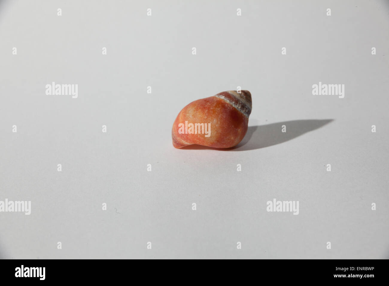 Studio shot of a shell Stock Photo - Alamy