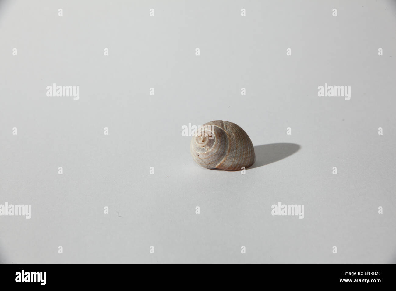 Studio shot of a shell Stock Photo - Alamy