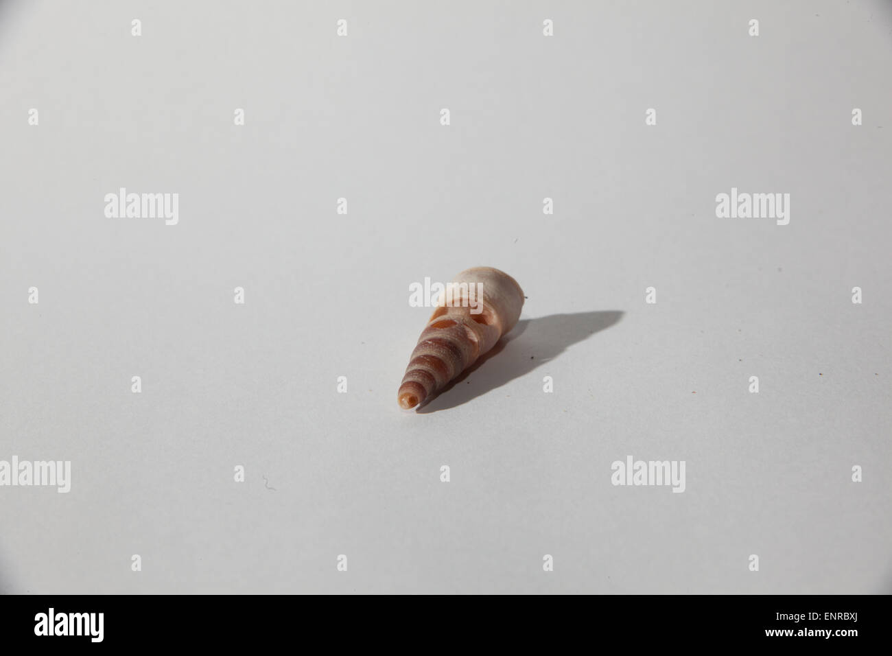 Studio shot of a shell Stock Photo - Alamy