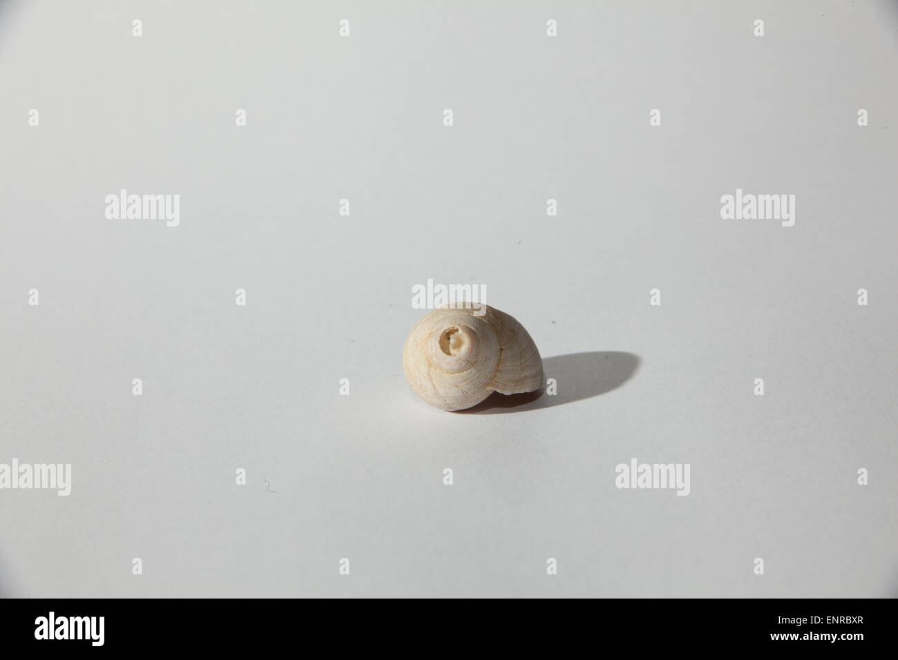 Studio shot of a shell Stock Photo - Alamy
