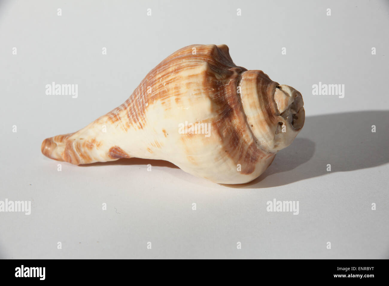 Studio Shot of a Shell Stock Photo - Alamy