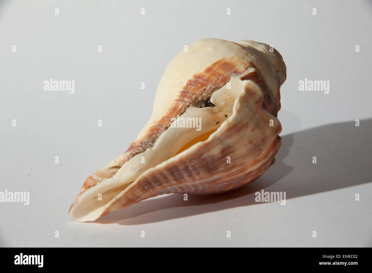 Conch shell studio hi-res stock photography and images - Alamy