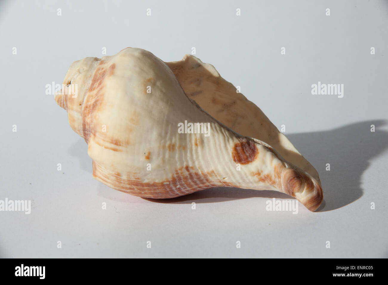 Studio Shot of a Shell Stock Photo - Alamy
