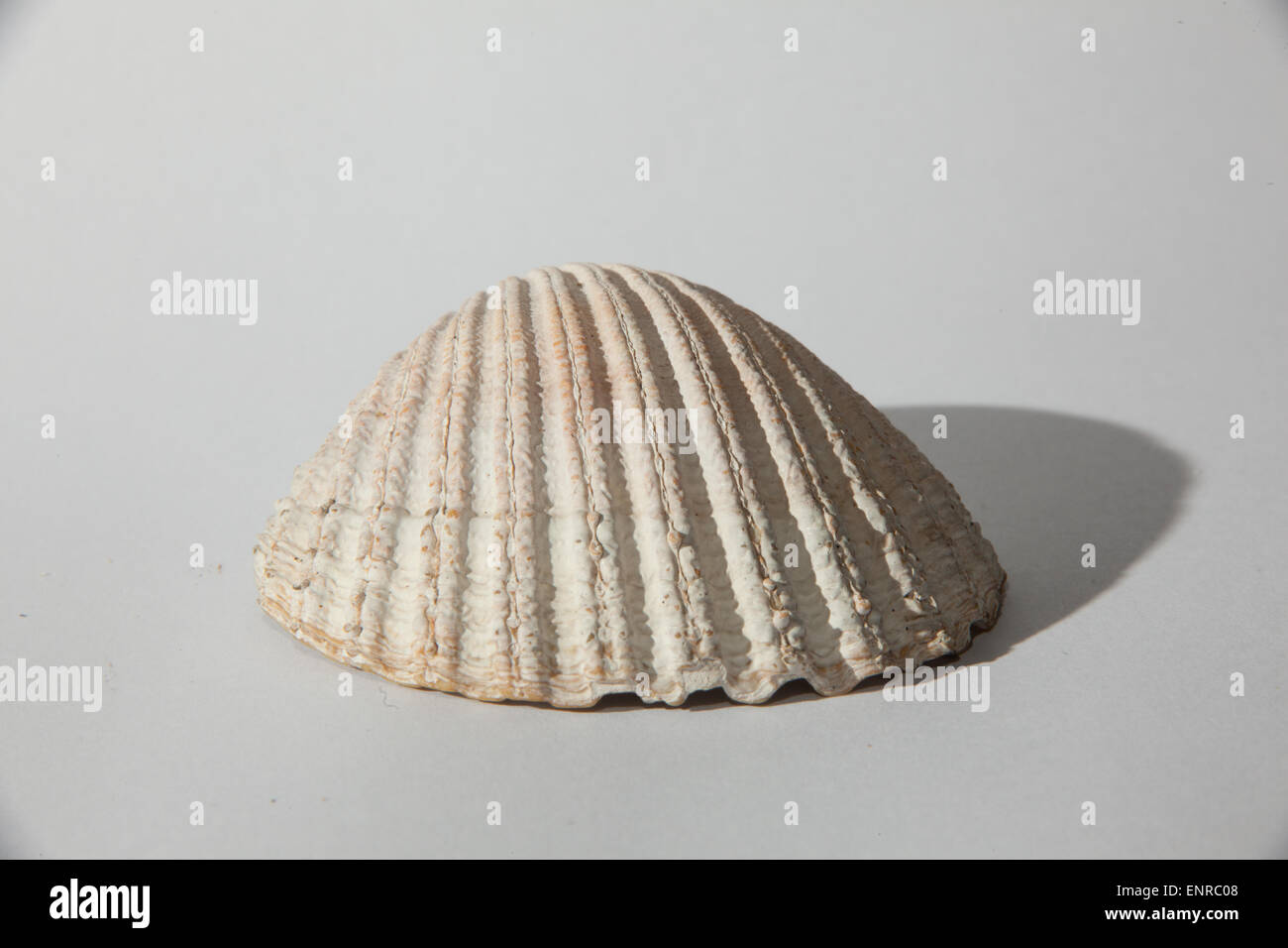 Shell Ridge High Resolution Stock Photography and Images - Alamy