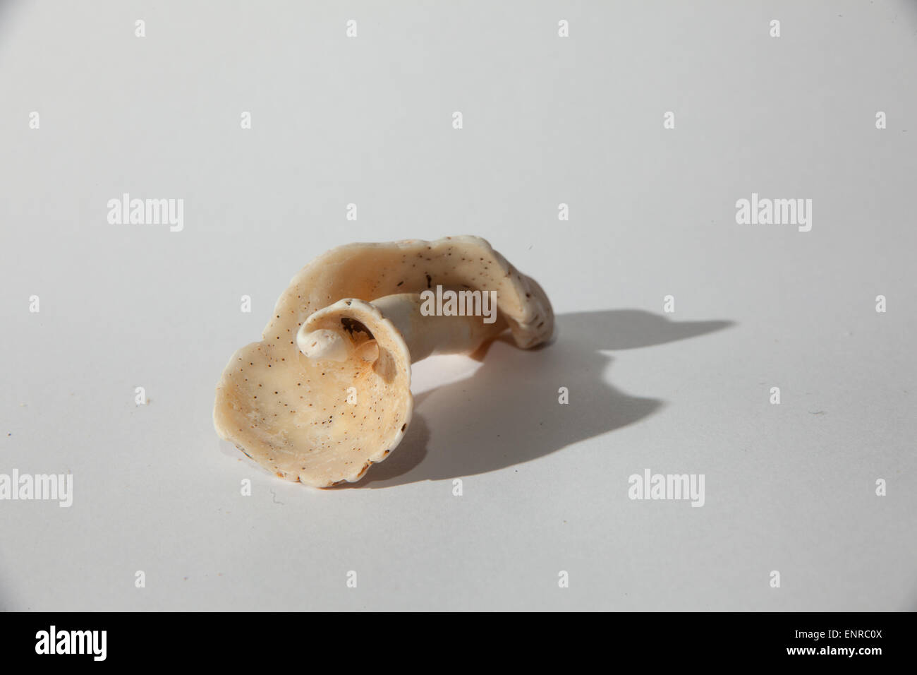 Eroded shell hi-res stock photography and images - Alamy