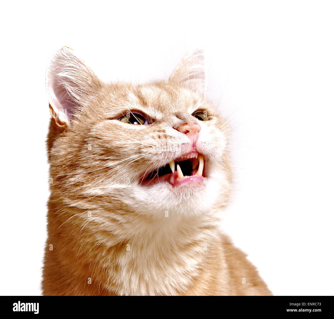 Ginger cat aggressive hi-res stock photography and images - Alamy