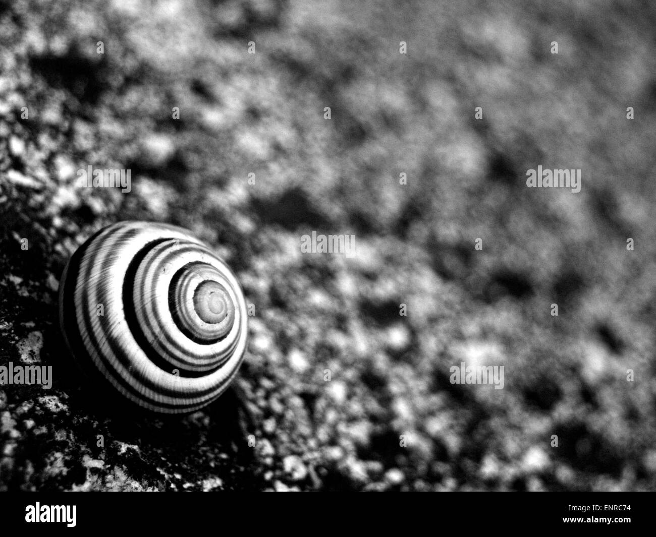 White garden snail Black and White Stock Photos & Images - Alamy