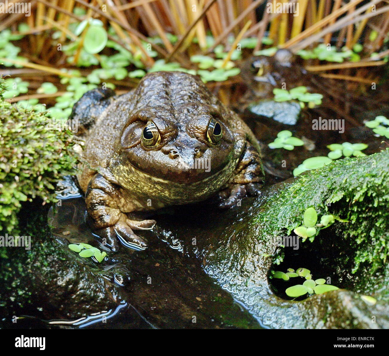 Big frog in it's natural environment Stock Photo - Alamy