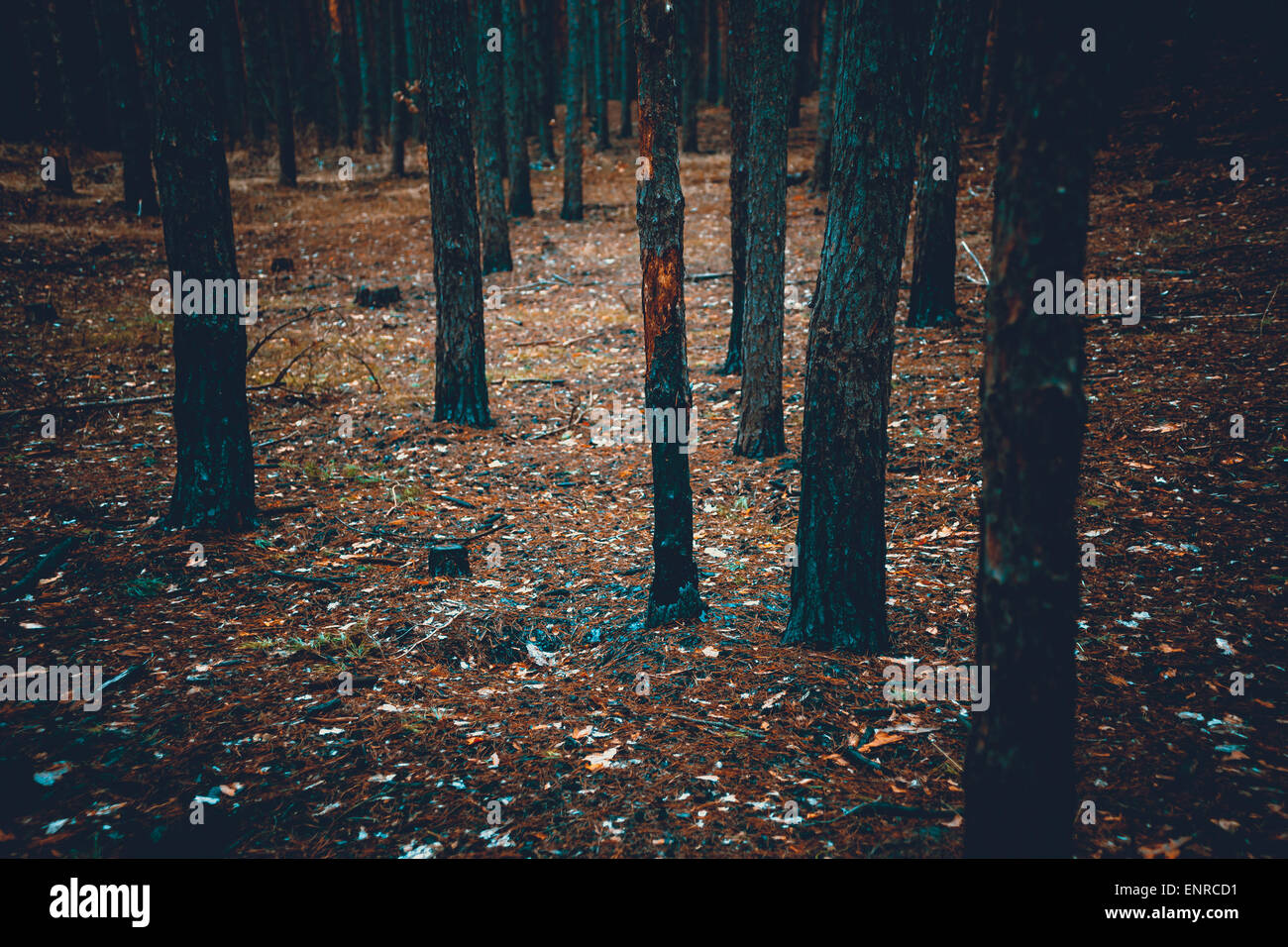 Toned photo of scary dark forest with burnt tree trunks Stock Photo - Alamy