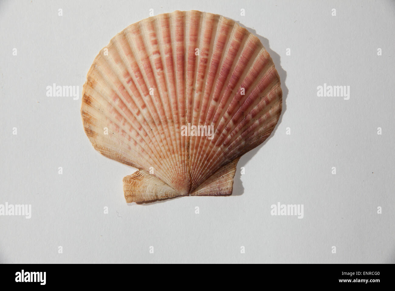 Studio Shot of a Shell Stock Photo - Alamy