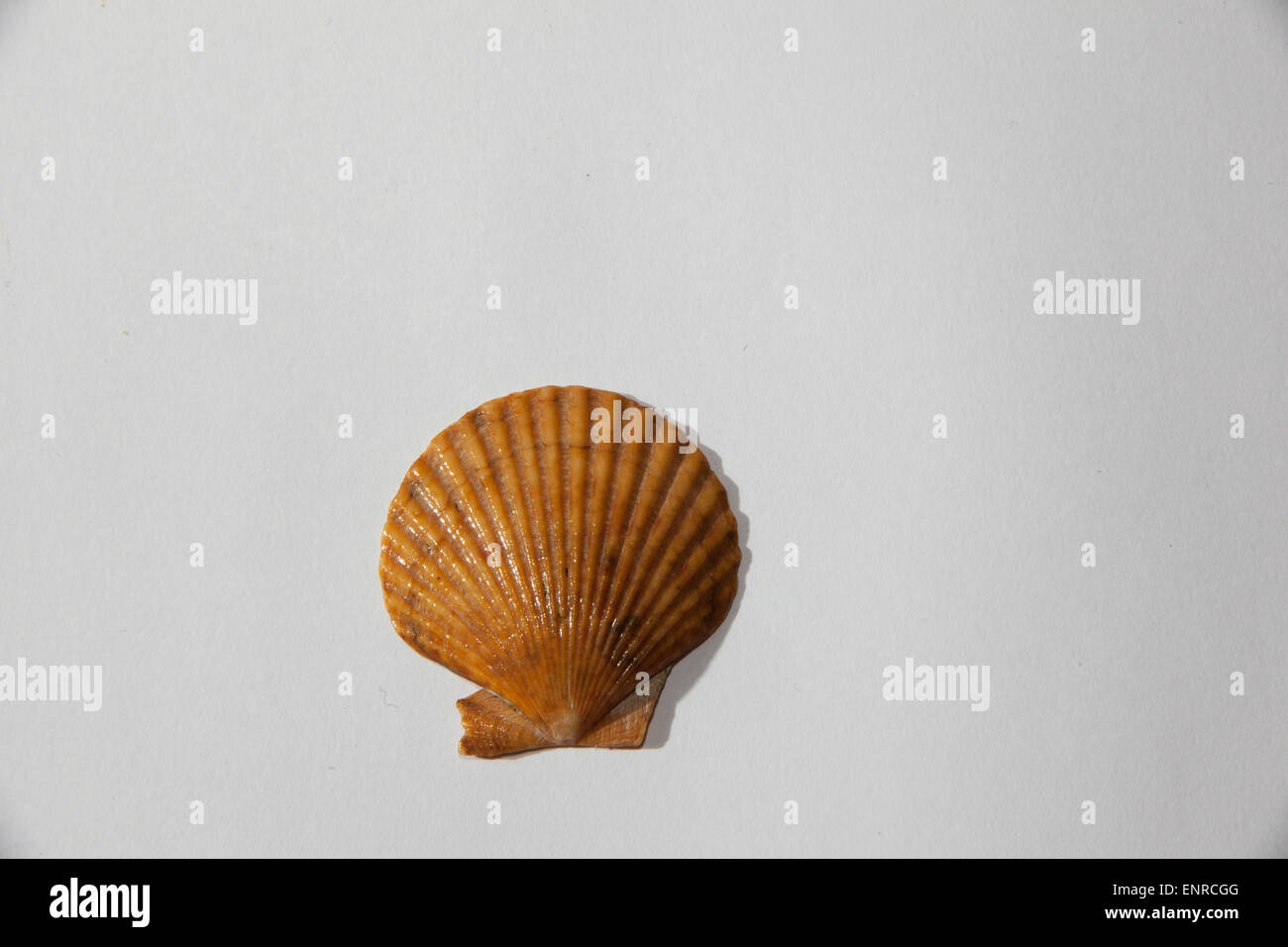 Studio Shot of a Shell Stock Photo - Alamy