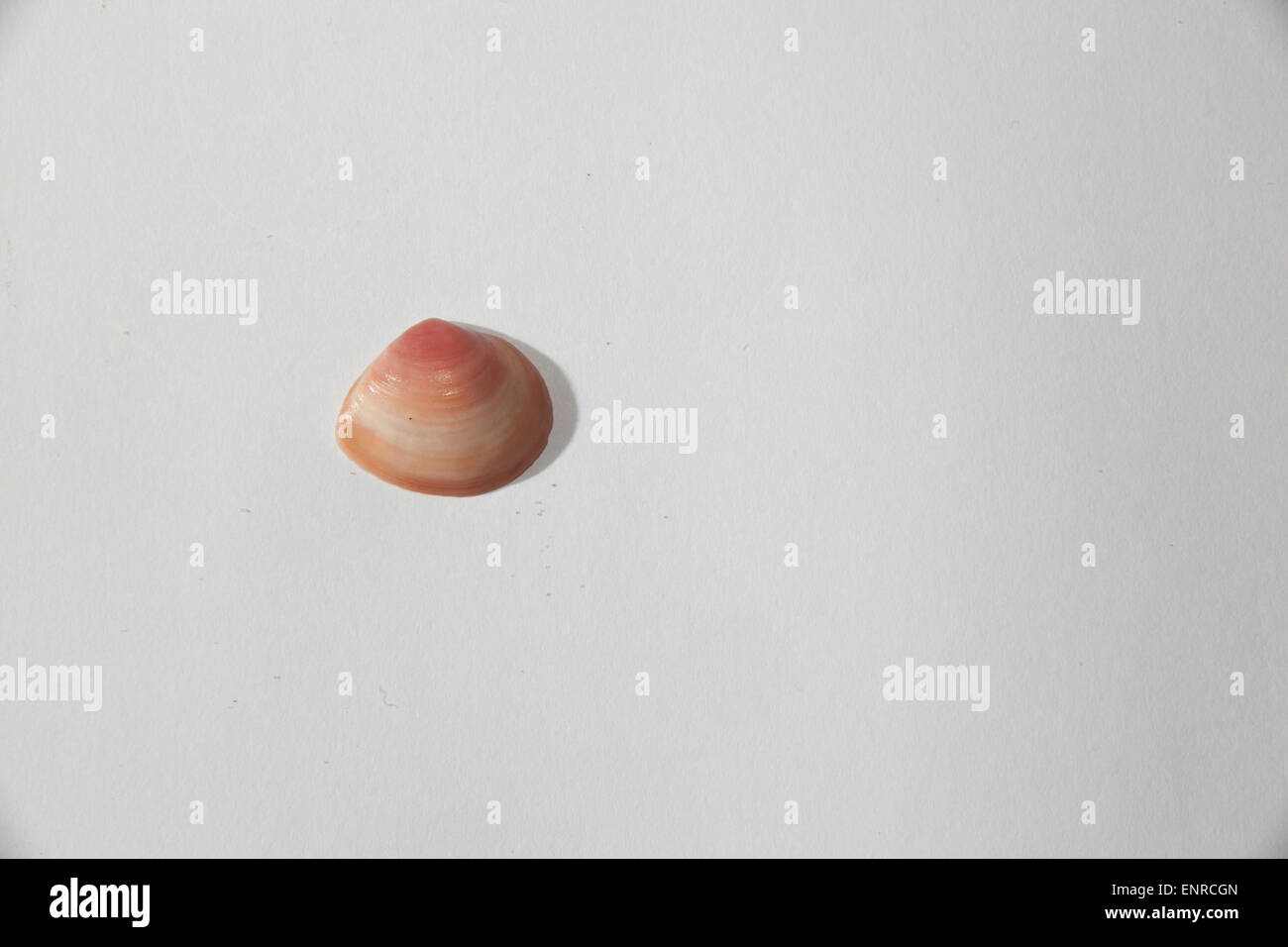 Peach shell hi-res stock photography and images - Alamy