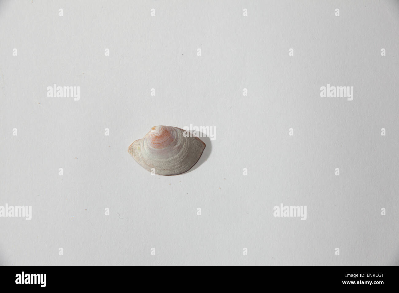 Studio Shot of a Shell Stock Photo - Alamy