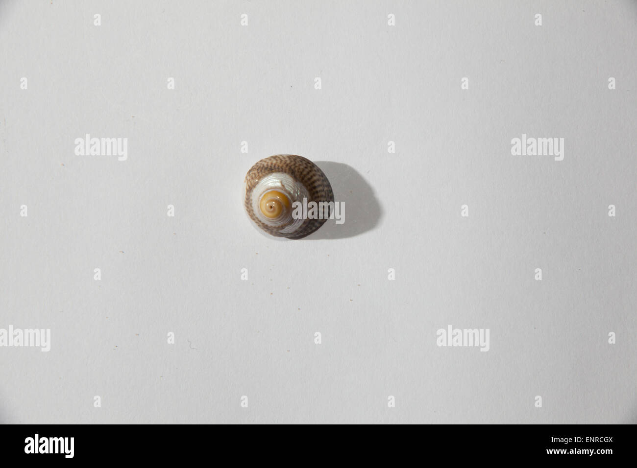 Studio Shot of a Shell Stock Photo - Alamy