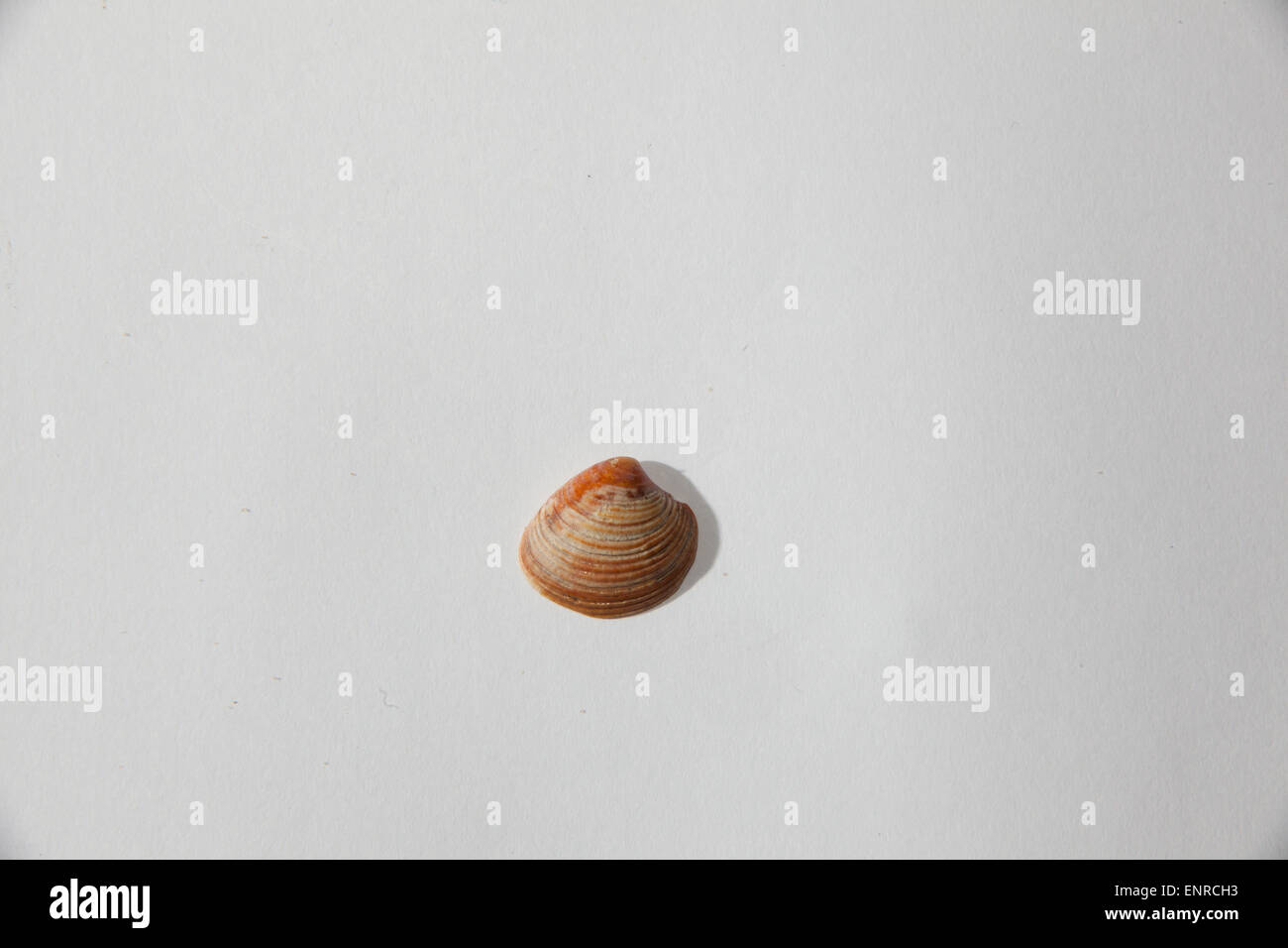 Macro photo seashell hi-res stock photography and images - Alamy