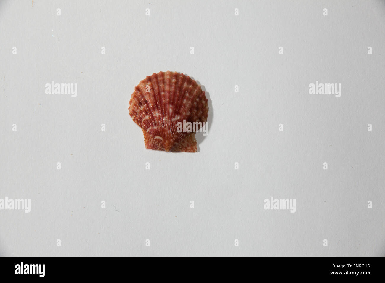 Studio Shot of a Shell Stock Photo - Alamy