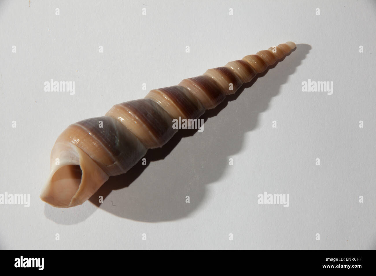 Long spiral shell hi-res stock photography and images - Alamy