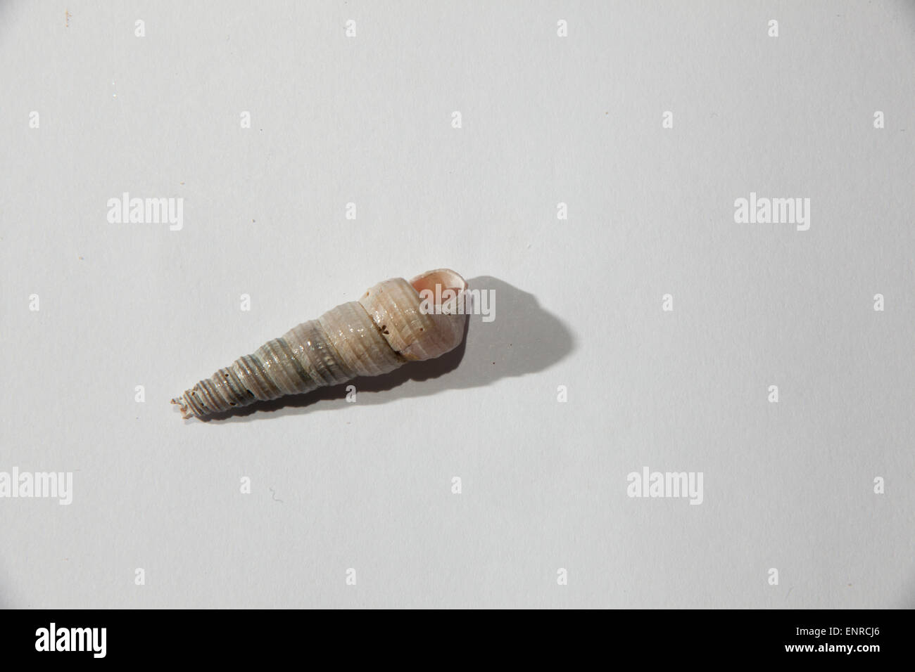 Studio shell hi-res stock photography and images - Alamy