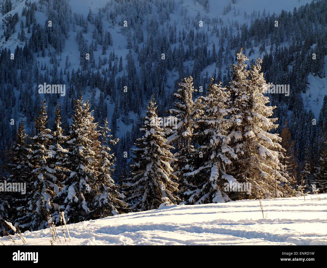Trees covered with snow on a mountain Stock Photo - Alamy
