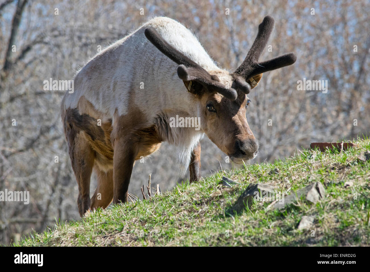 A male Caribou in spring Stock Photo - Alamy