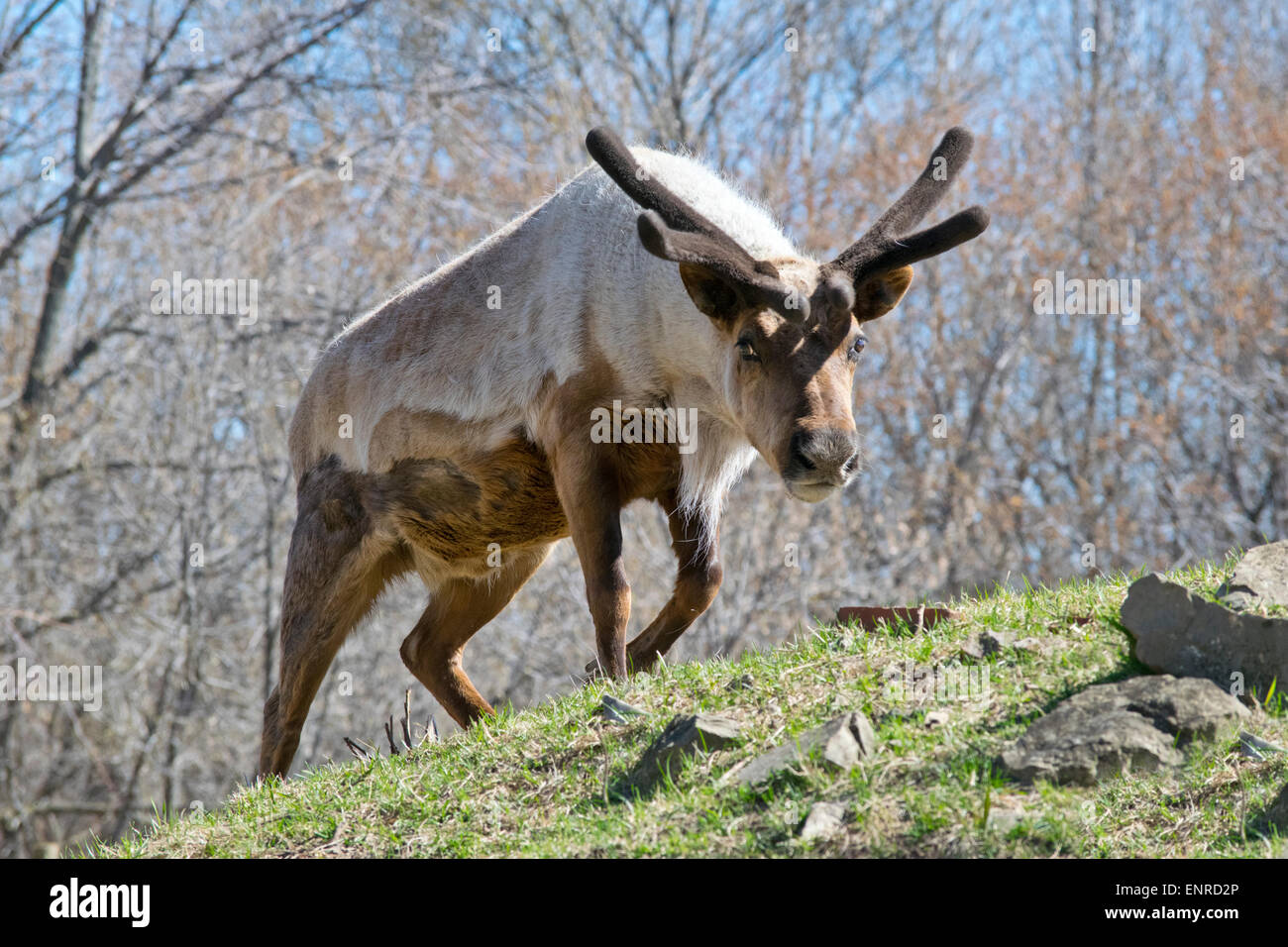 A male Caribou in spring Stock Photo - Alamy
