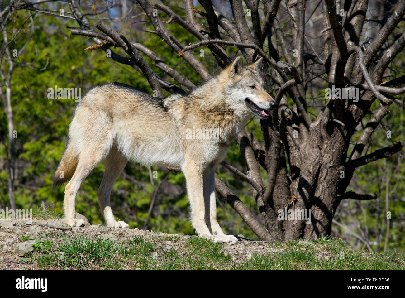 A Timber Wolf Stock Photo - Alamy